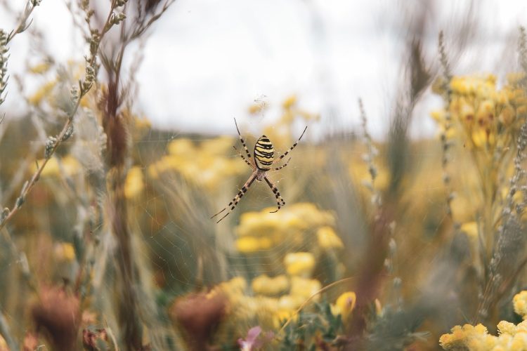 The Invasion of the Joro Spider: What You Need to Know - The Texas Insider