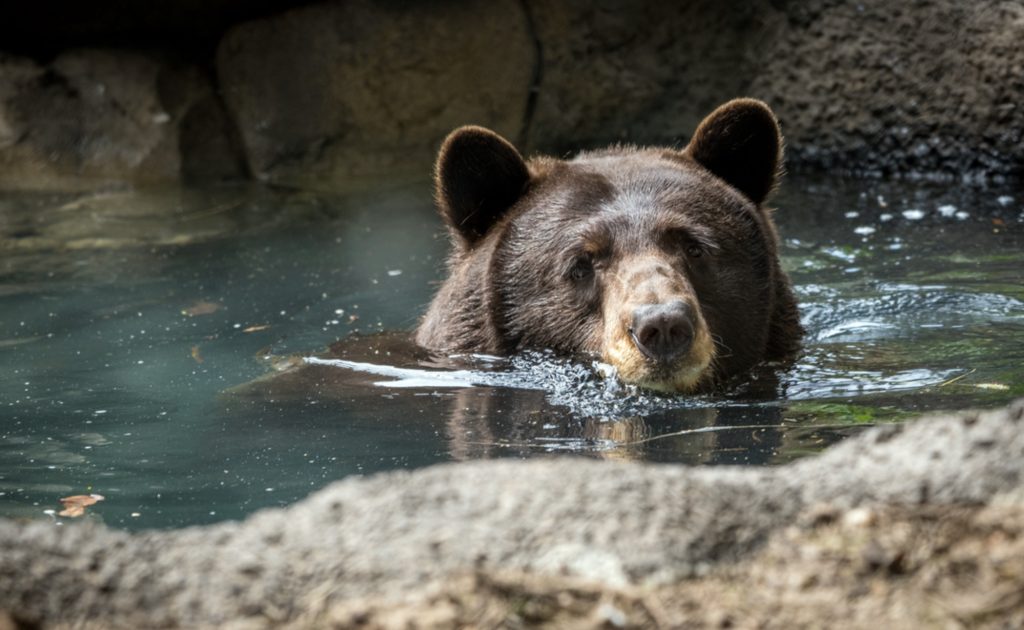 Texas Zoos Celebrate National Black Bear Day: Where to See These ...