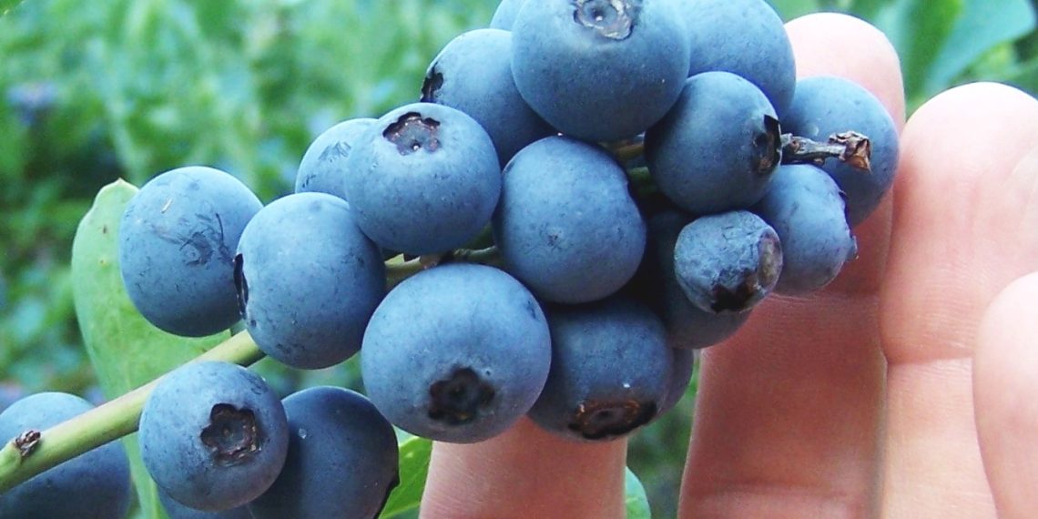 Sweet Tradition Continues: 35th Annual Texas Blueberry Festival Returns ...