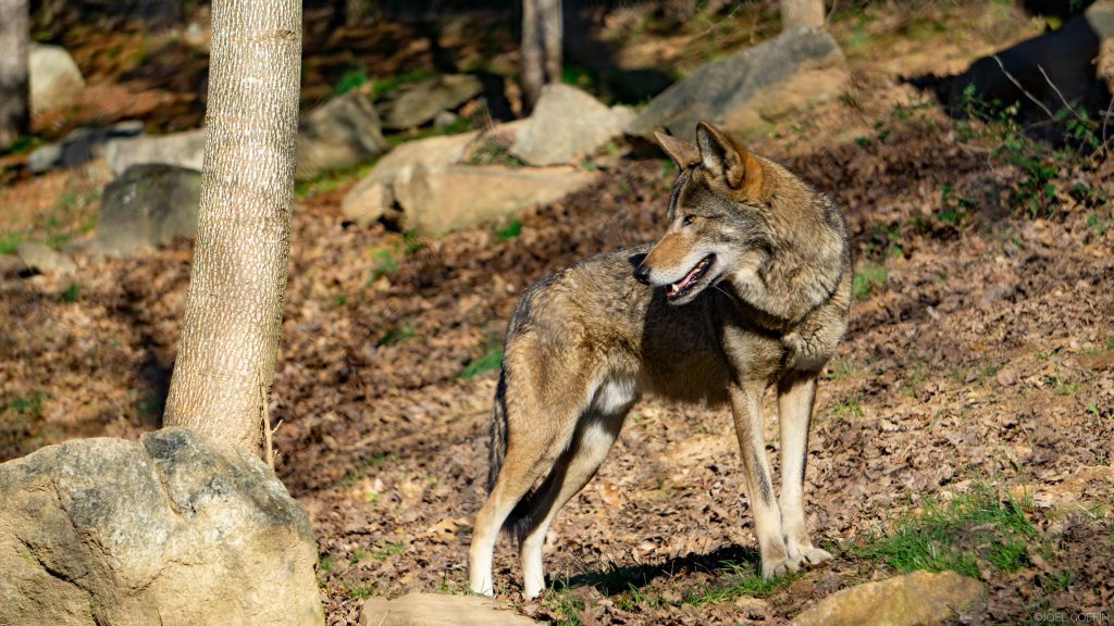 Why Texas Has Wolf Sanctuaries But No Wild Wolves—And How You Can Help ...